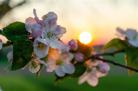 Image result for Pictures Beginigof Spring