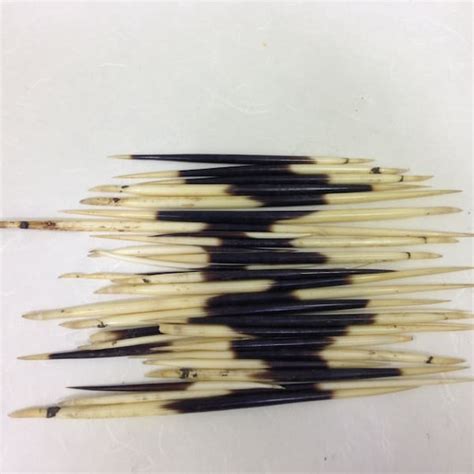 Image result for Using Porky Quills