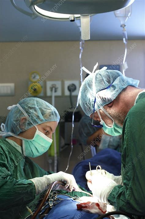 Image result for Veterinary surgery Surgery Types