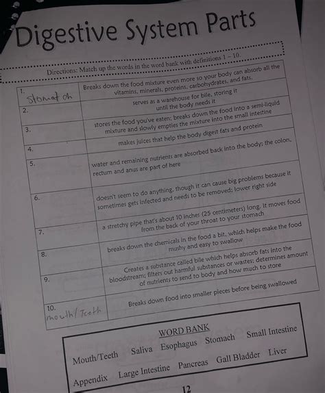 Image result for Homework Digestive System