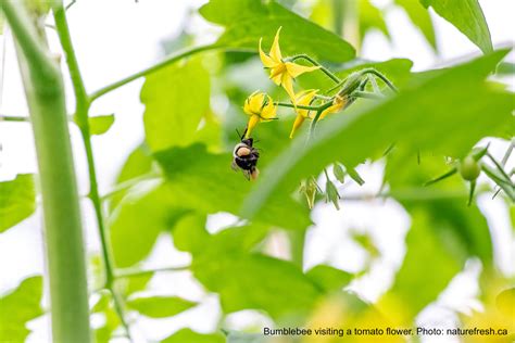 Self-pollination Archives - Laidback Gardener