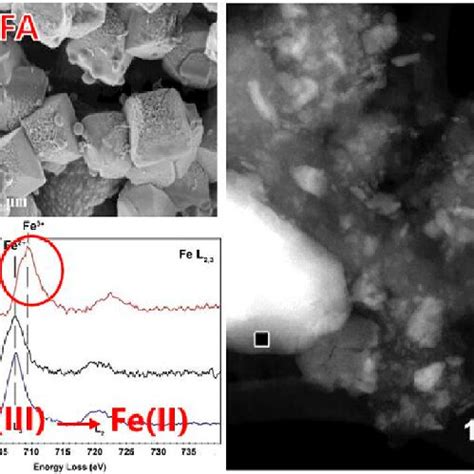 Image result for Humic Acid Sem