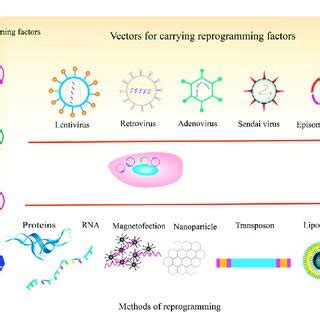 Image result for Somatic Cell Reprogramming