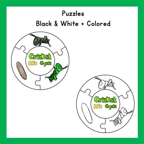 Image result for Cricket Insect Life Cycle