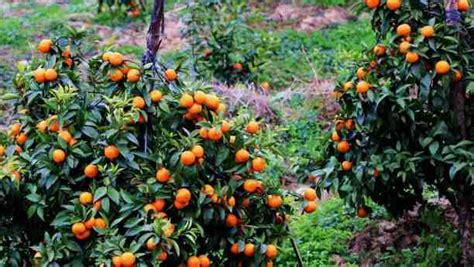 Image result for Humic Acid Multi