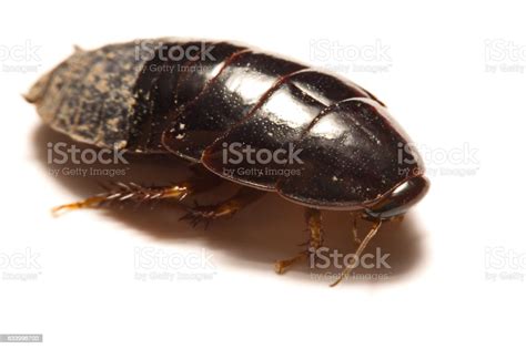 Image result for Burrowing Cockroach
