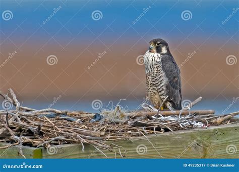 Image result for Falcon Box