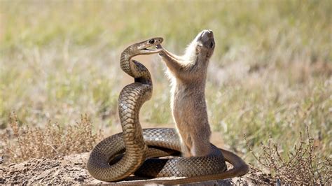 Image result for Do Mongooses Eat Python's