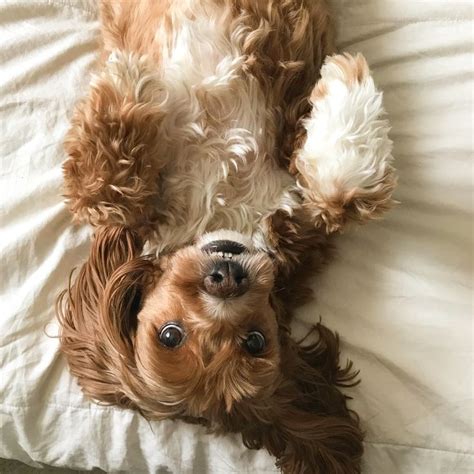 Image result for Red and White Cockapoo