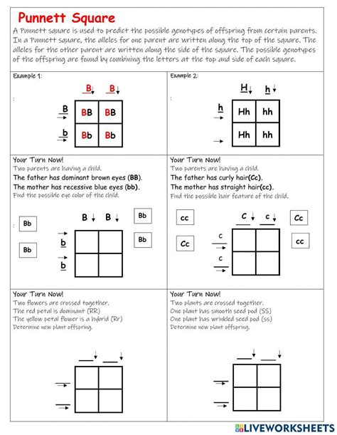 Image result for Punnett Square Tutorial