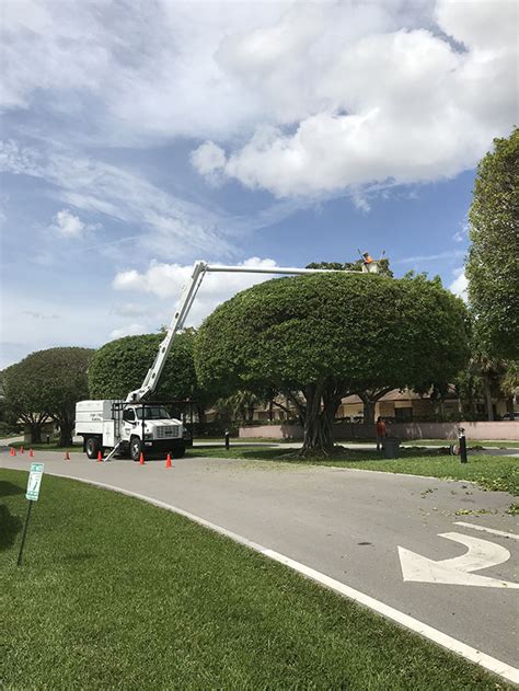 Image result for Tree Shaping Practices