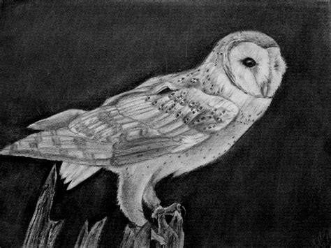 Image result for Graphite Drawing of Owl