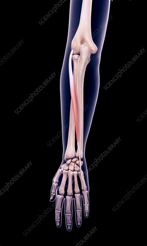 Image result for Lumen Learning Arm Muscle