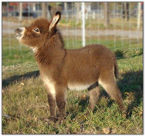 Image result for Do Dat Look Real