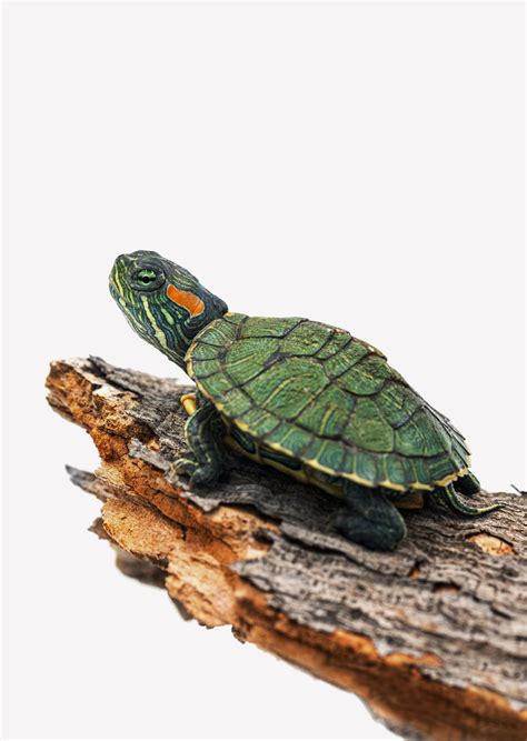 Image result for Slider Turtle
