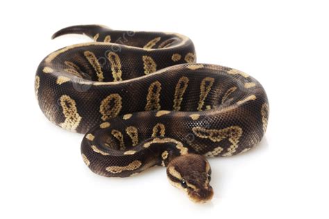 Image result for Bolin Ball Python