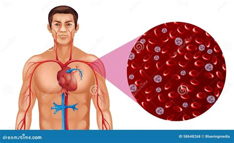 Image result for Heart Circulation Animation