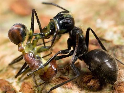 Image result for Exploding Ants No Commentary