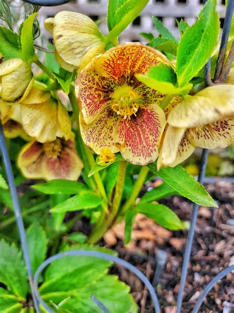 Image result for Spring Is Springing