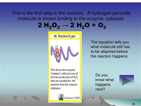Image result for Catalase H2O2 Reaction