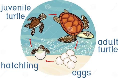 Life Cycle of Sea Turtle. Stages of Development of Turtle from Egg To ...