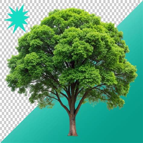 Image result for Tree Transparent Background