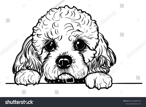 Image result for Cavapoo Art