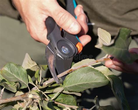 Image result for Pruning Tree Branches Spring