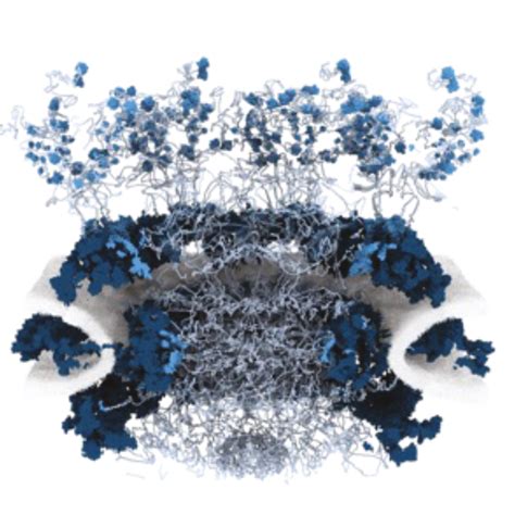 Image result for Nuclear Pore Complex Franke Model