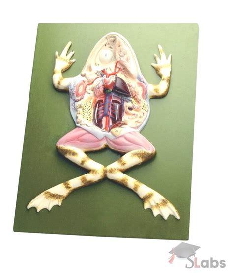 Image result for Frog Dissection