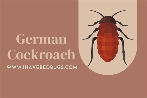 Image result for German Cockroach