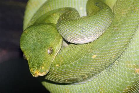 Image result for Green Tree Python Snake