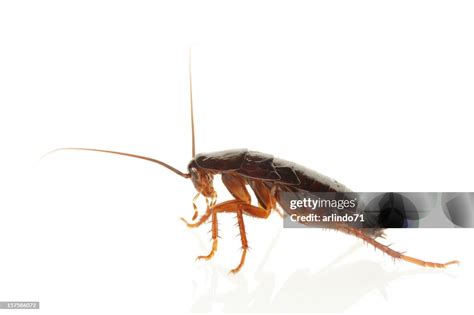 Image result for Big Cockroach