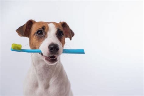 Image result for Homemade Toothpaste for Dogs