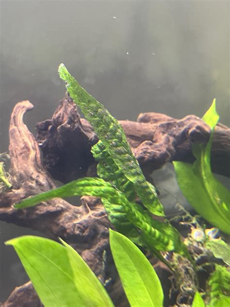 Image result for Java Fern Dying