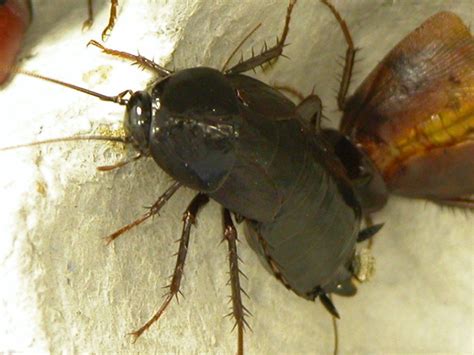 Image result for Japanese Cockroach