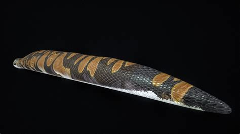 Image result for Ball Python 3D Model