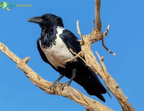 Image result for Different Crows