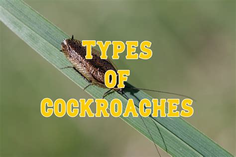 Image result for Types of Cockroaches Images