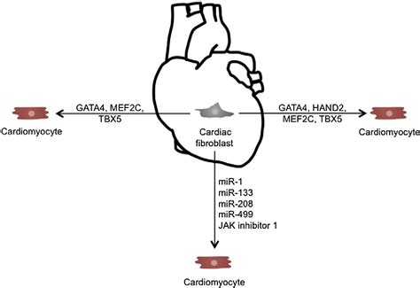 Image result for Adult Cell Reprogramming Key Process
