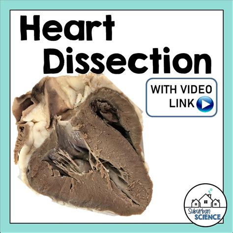 Image result for Human Heart Dissection