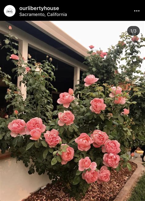 Image result for Pruning Shrub Roses in Spring