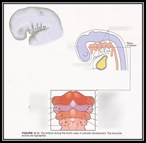 Image result for 4 Week Embryo