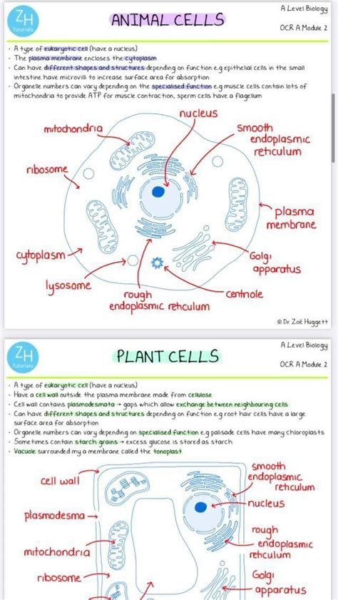 Image result for Cell Structure Revision Notes