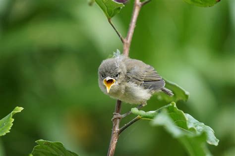 Image result for Chirping Insect
