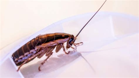 Image result for German Cockroach