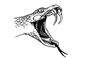 Image result for ASP Snake Fangs