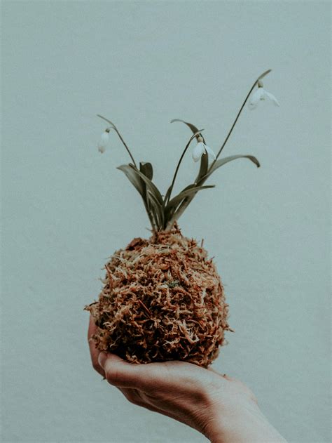 Image result for Snowdrop Pictures Free