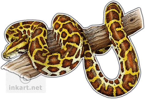 Image result for burmese python cartoon drawing