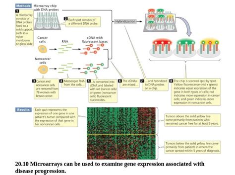 Image result for Microarray Chip
